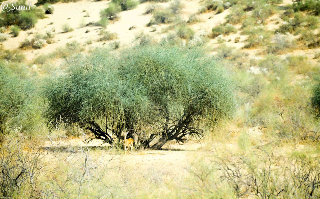Drive to Munabao, the last Indian Railway Station on the rail link to ...