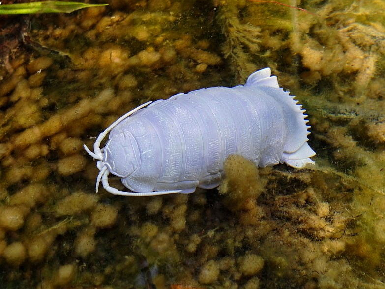 Isopods (Kitan Club / Nature Techni Colour)