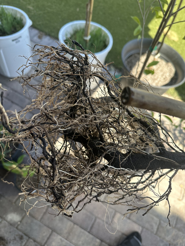 IMG 1989 — Postimages