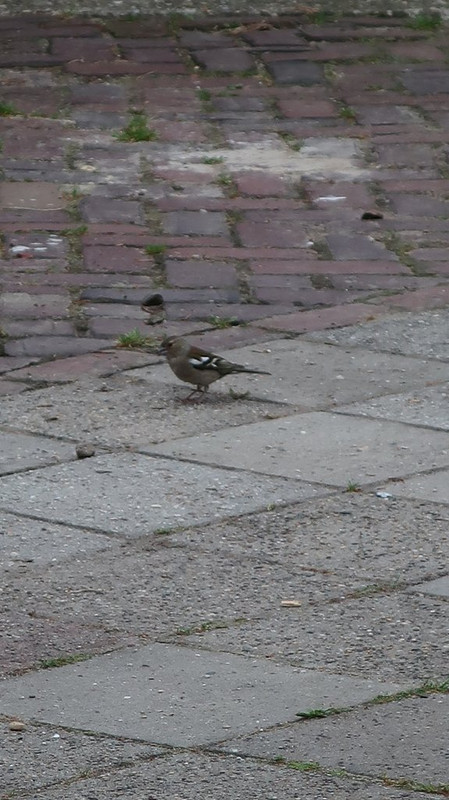 IMG 8095 — Postimages