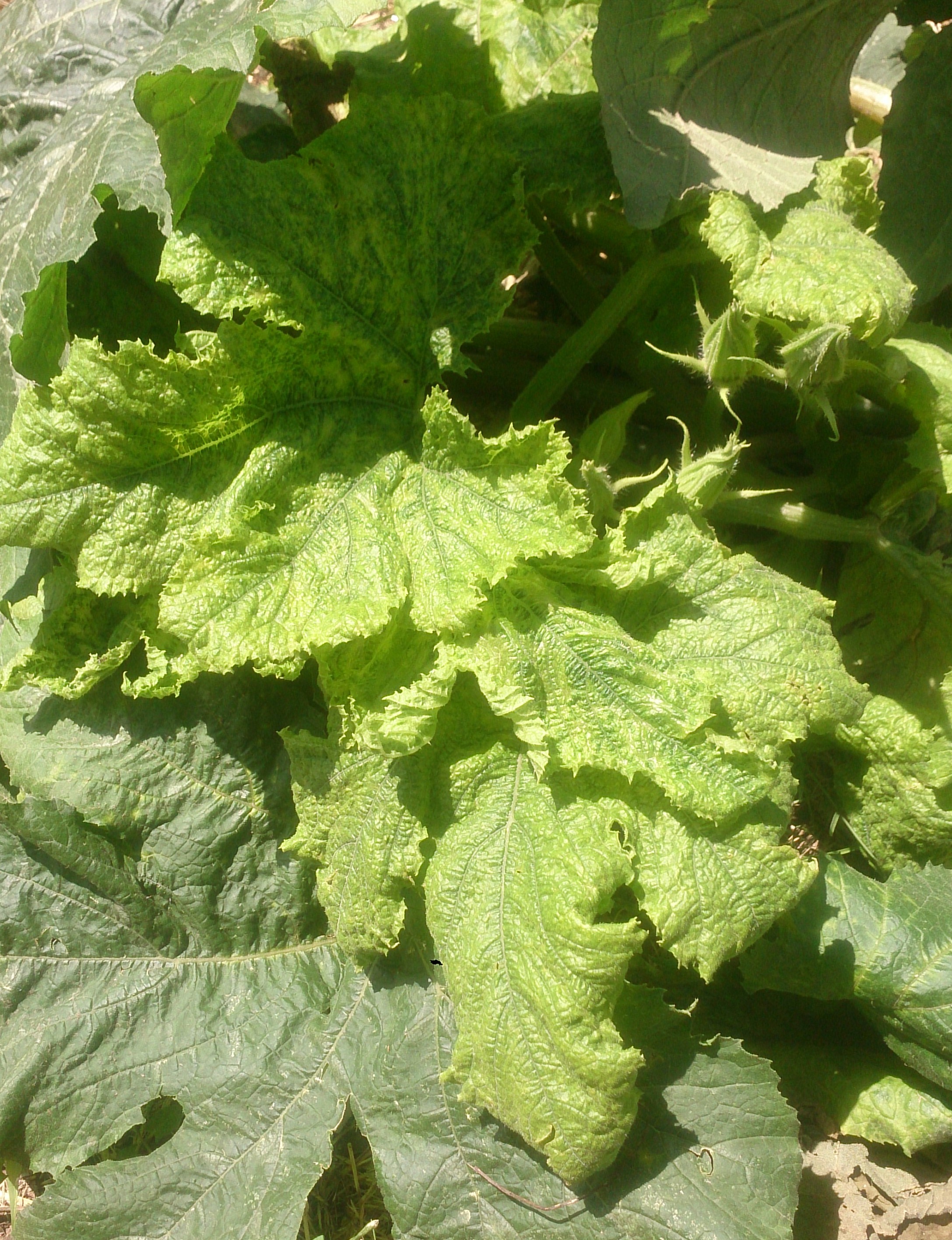 DSC 0166 — Postimages