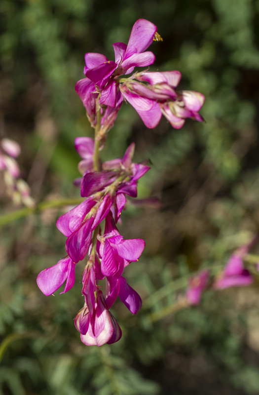 IGP2272 foro — Postimages