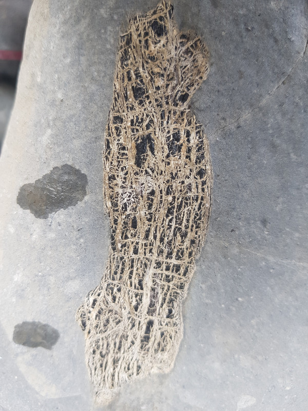 Geologist seeking fossil ID from Jurassic Blue Lias Formation, East ...