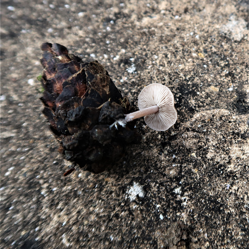 Conifercone Cap IMG 2713 (2) underside — Postimages