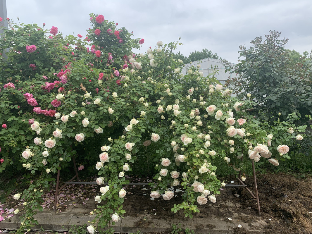 695 C238 D 6 DD6 40 F9 8 E9 F D94245 EDD1 FF — Postimages