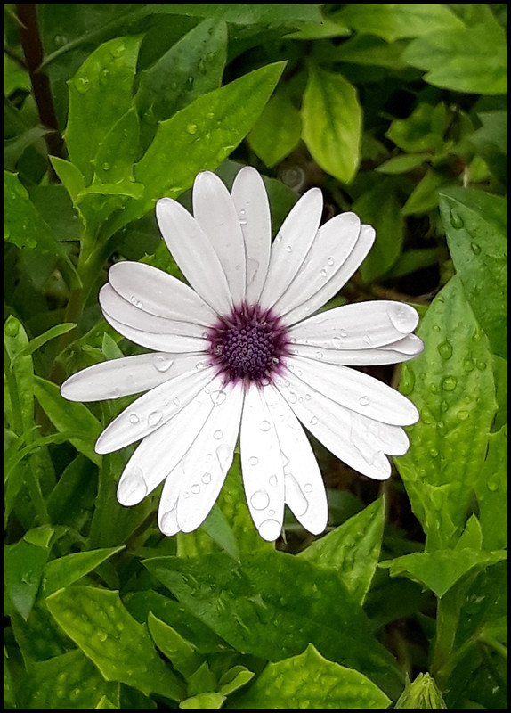 20181125 10 — Postimages