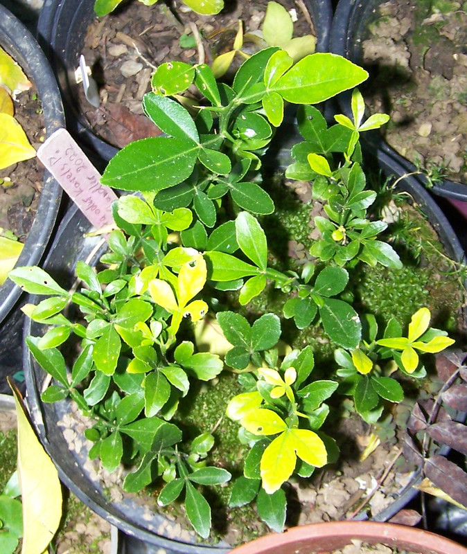 100 4145 2 — Postimages