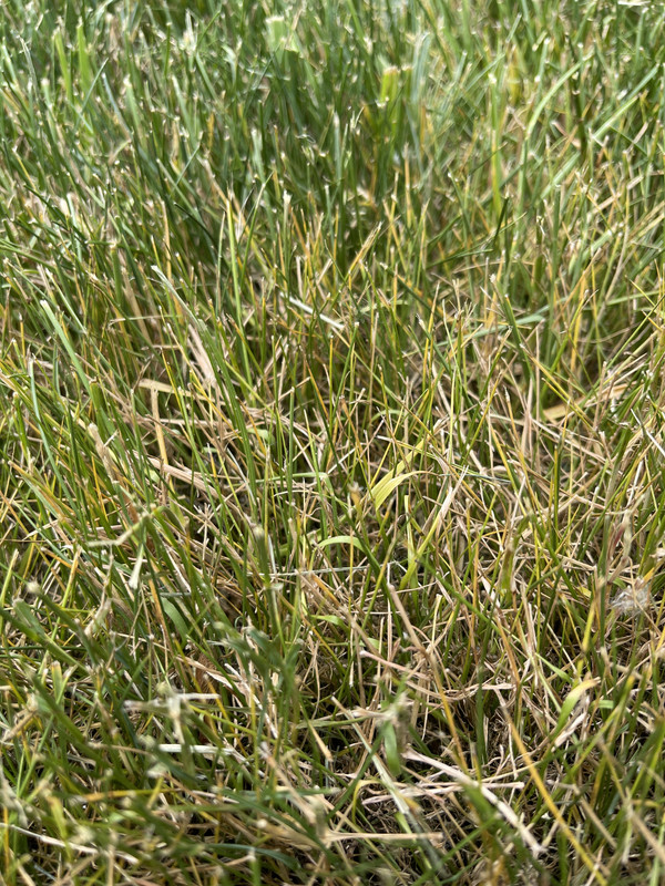 Nutrient deficiency or under watering? | Lawn Care Forum