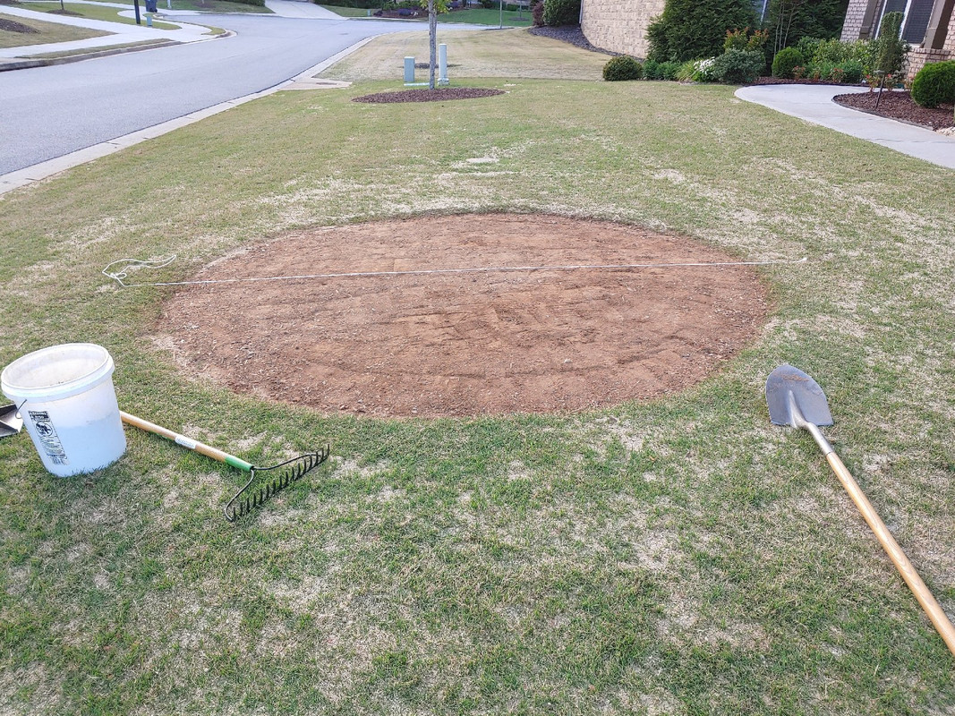 2020 tree plug 04 4 — Postimages