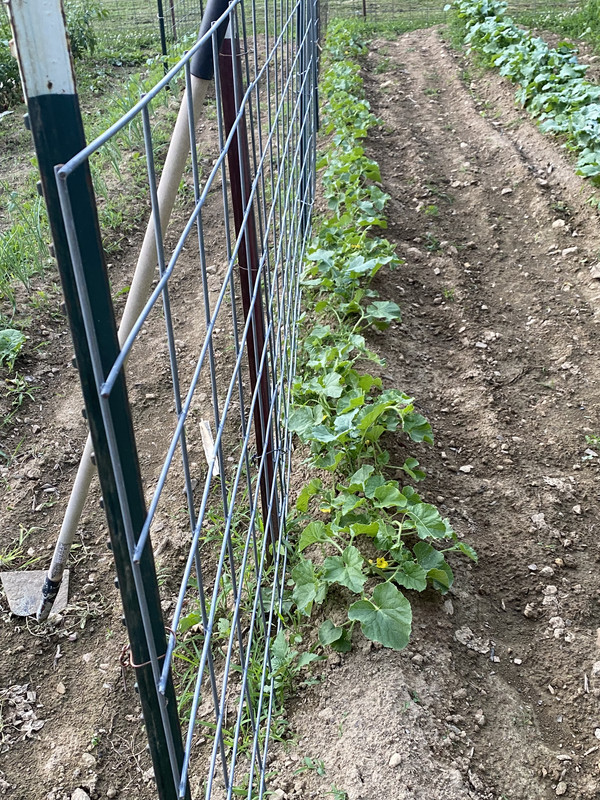 EB1 E936 F 954 F 4591 BA1 D 2 CC0 A9 B3 B4 DA — Postimages