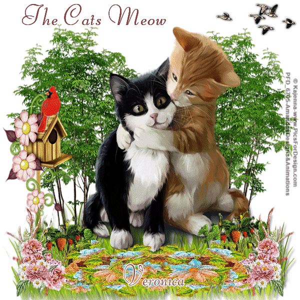 ajenna Kitty Day Cats Meow Veronica vi — Postimages