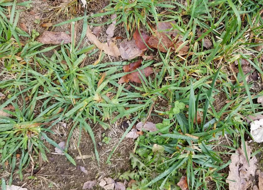 Poa Annua? | Lawn Care Forum