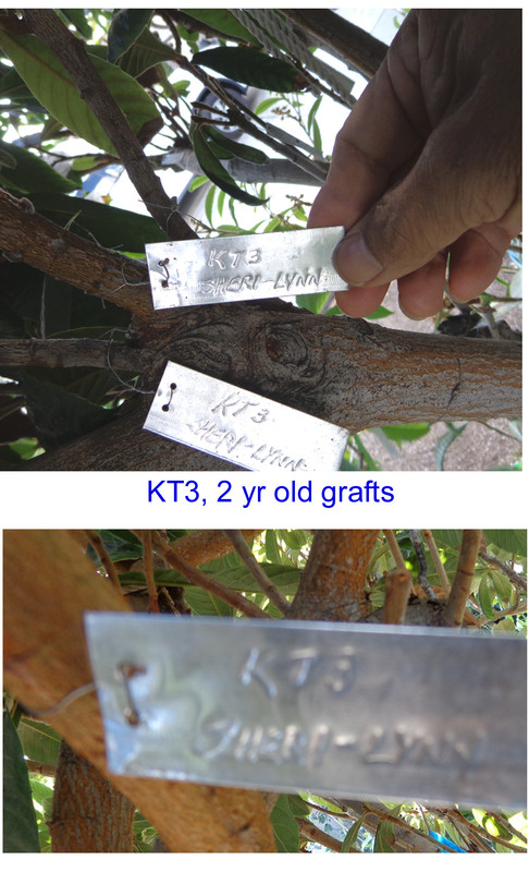 KT3 Graft pic1 — Postimages