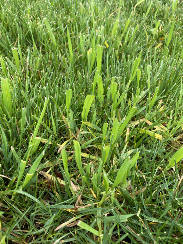 Hay seeds growing in lawn | Lawn Care Forum
