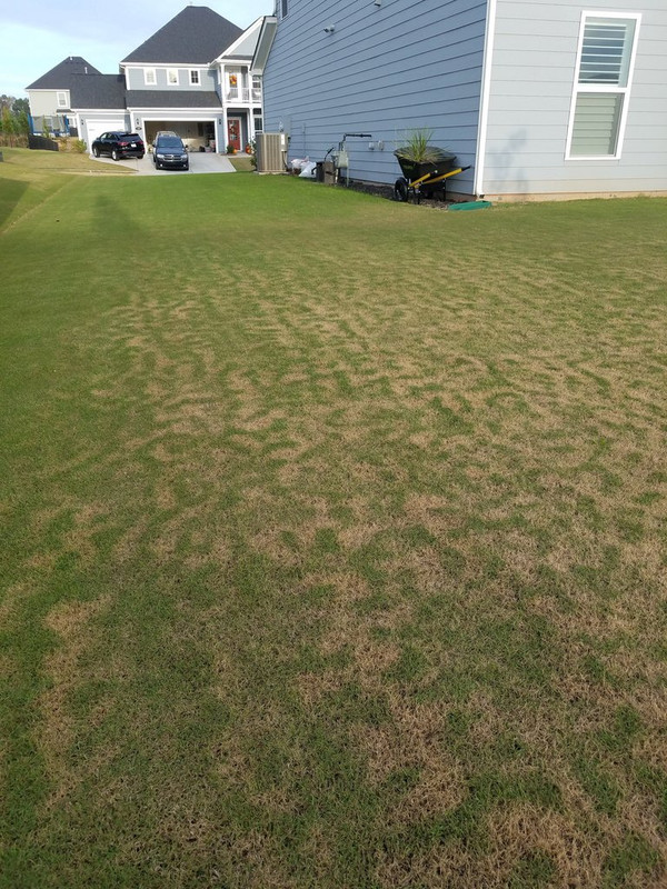 Strange pattern in lawn | Lawn Care Forum