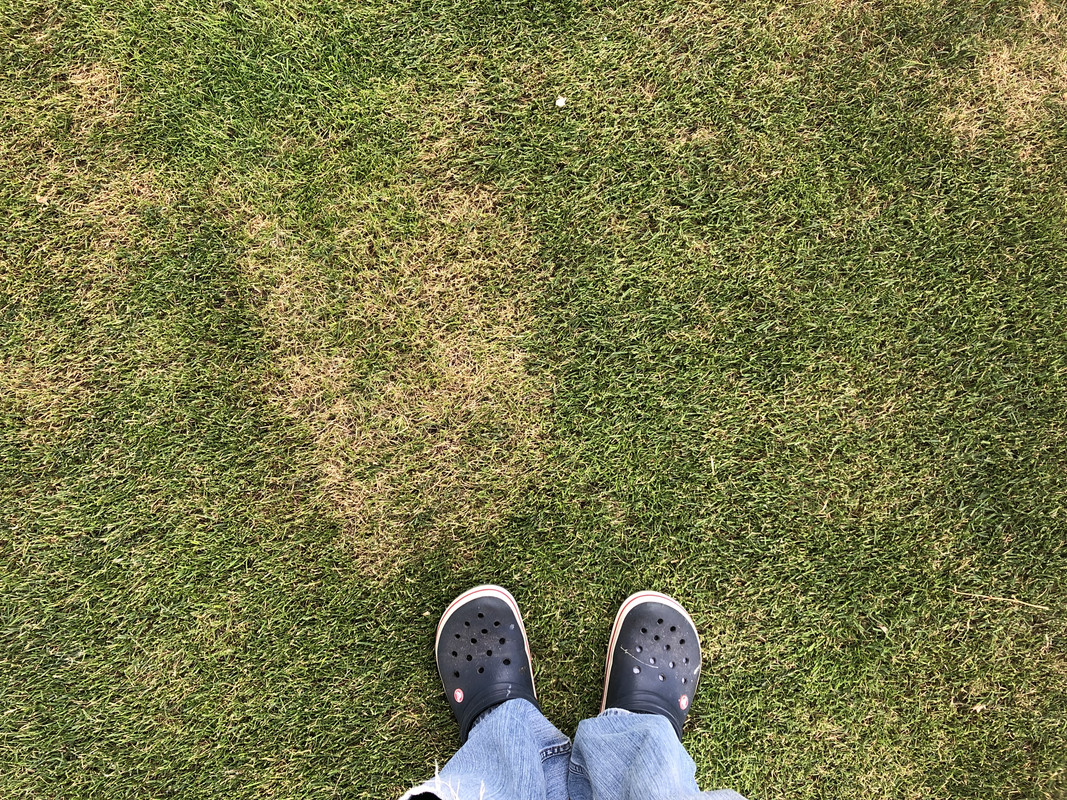 kainpj 2019 Lawn Journal - Mullet Lawn | Lawn Care Forum