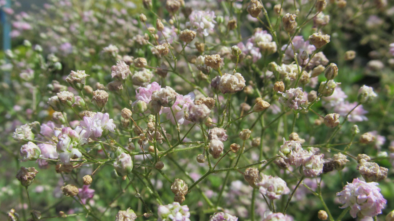 IMG 5599 — Postimages