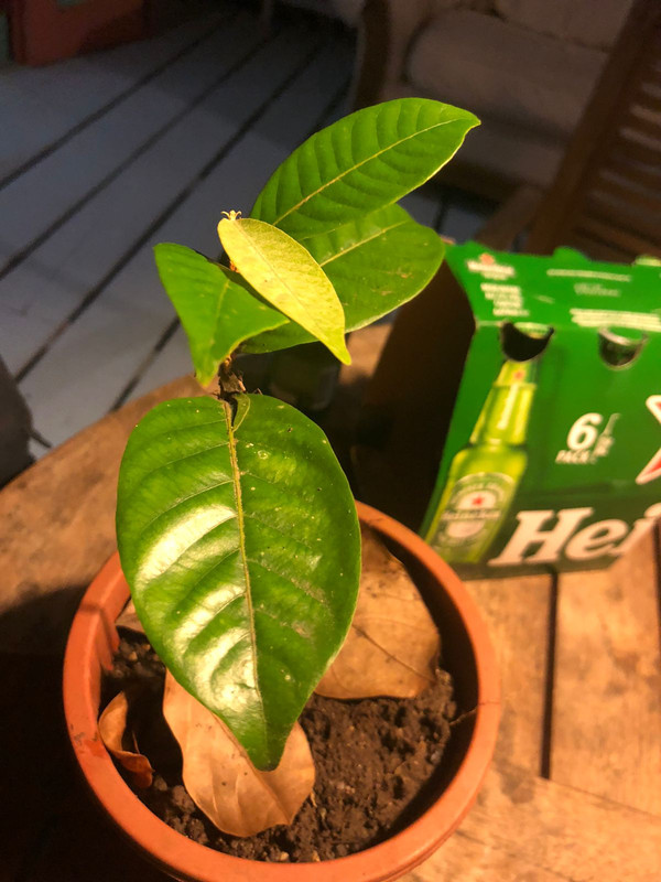 leaves — Postimages