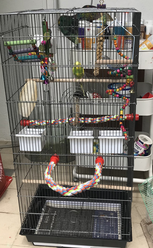 Cage Setup — Postimages