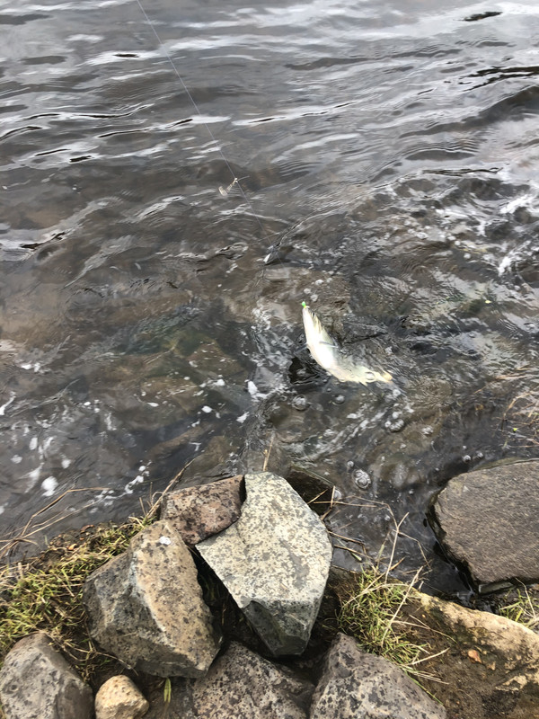 E156 D8 E3 43 C8 4 BA6 A246 2 ECFF10 AC15 A — Postimages