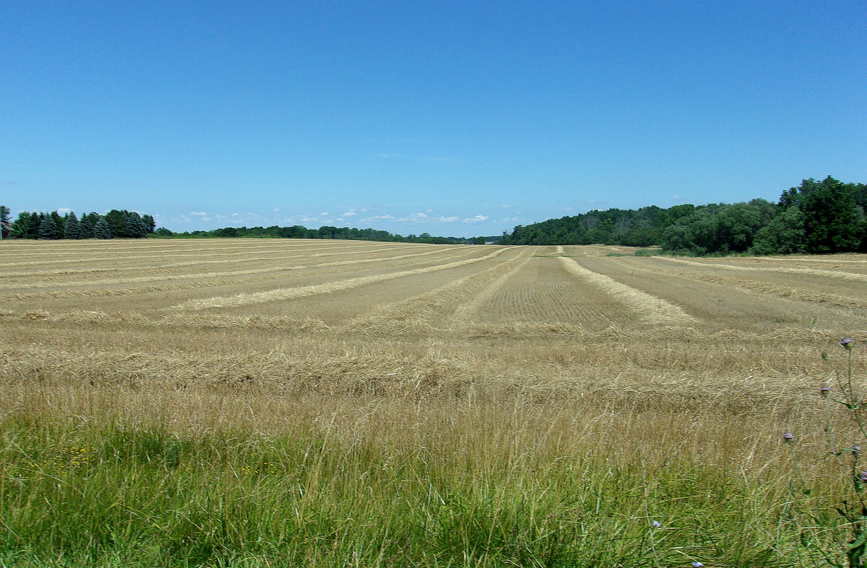 RunningAHEAD - Topic: July tripping the light