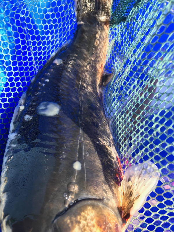 Is this carp pox? - Fish Diseases and Parasites Forum - Pond Life