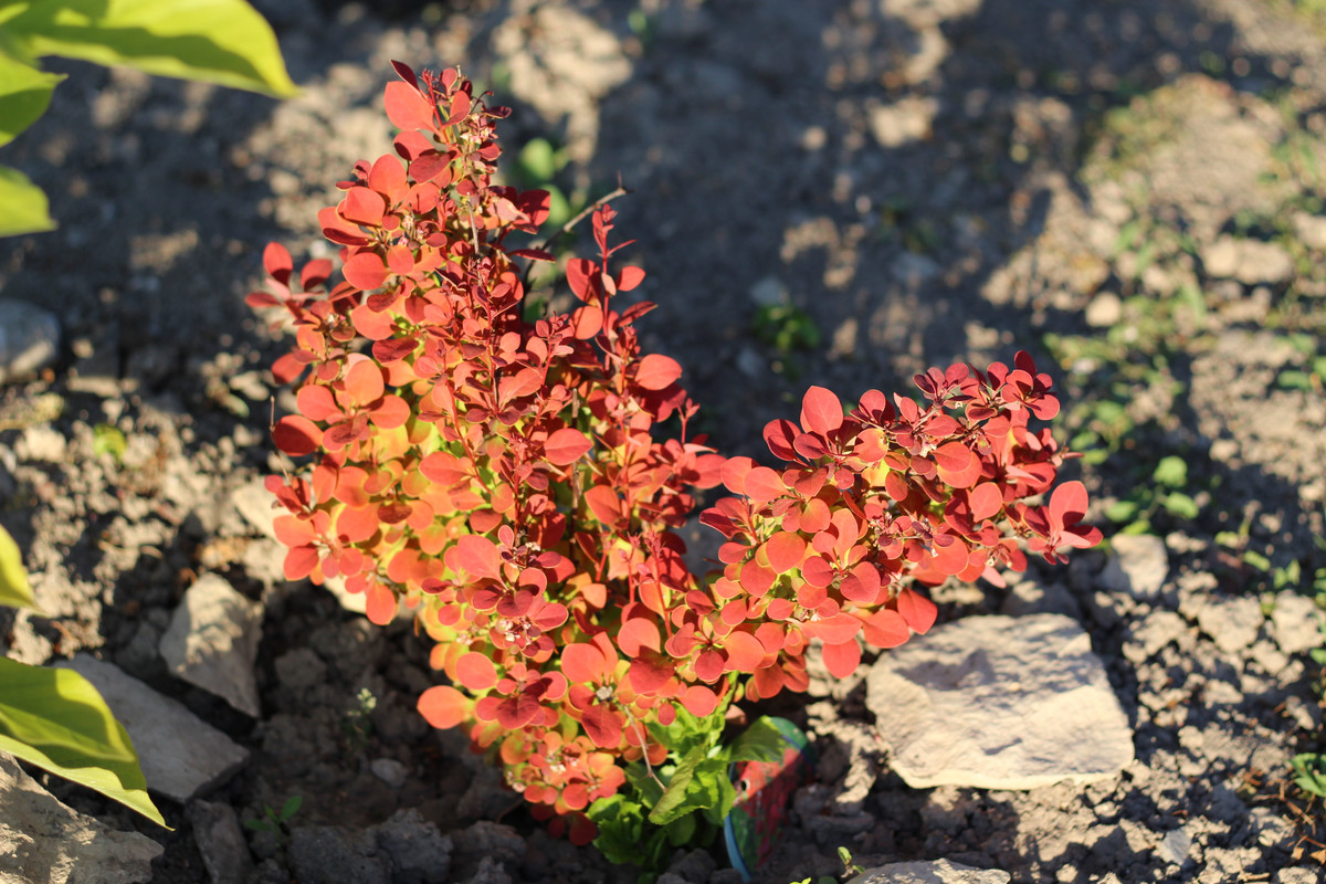 IMG 2272 — Postimages