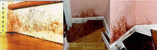 The Michael/Kathleen Peterson Murder Staircase - Crime Scene Photos ...