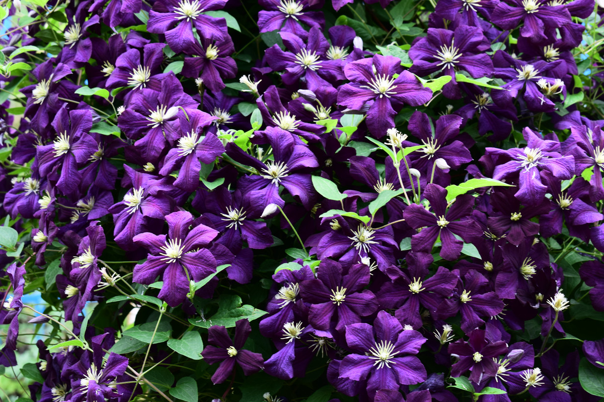 DSC 0697 — Postimages