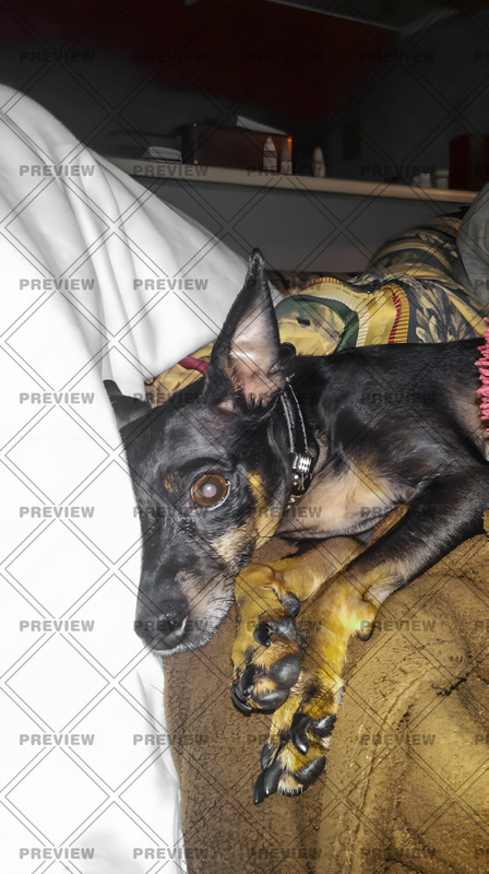 Dog Preview — Postimages