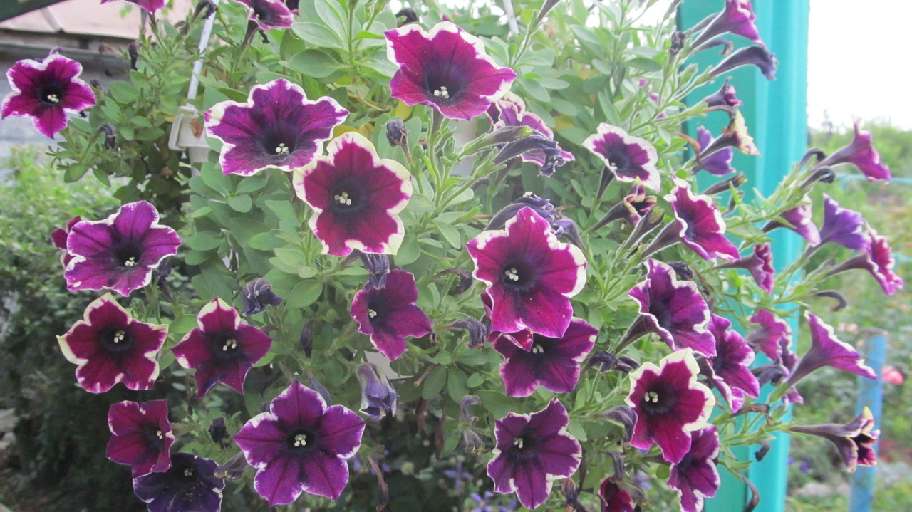 IMG 5152 — Postimages