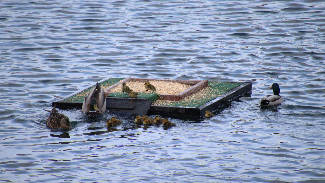 20220519174015 IMG 7785 — Postimages