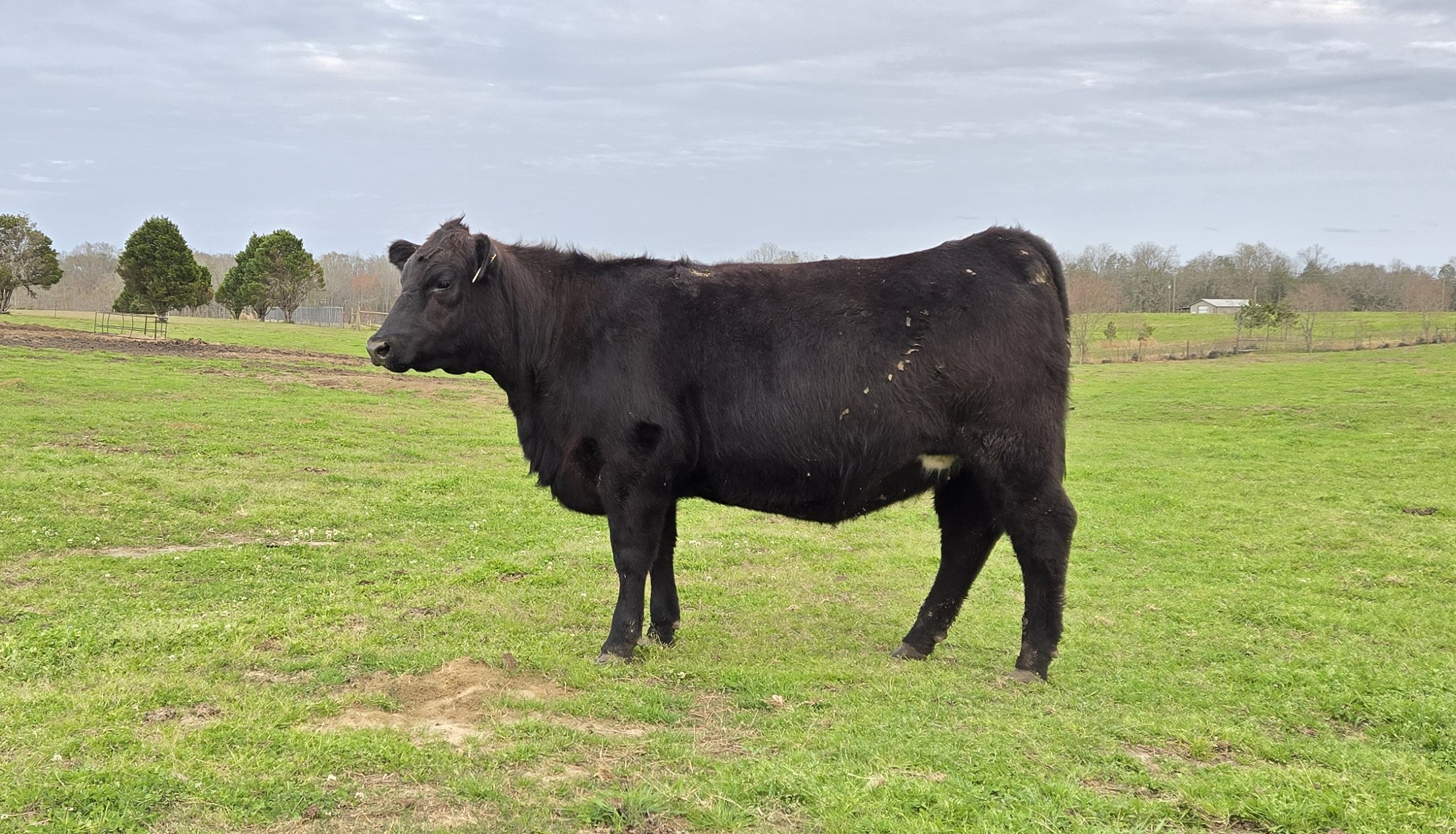 2723 Mar 7 2025 — Postimages