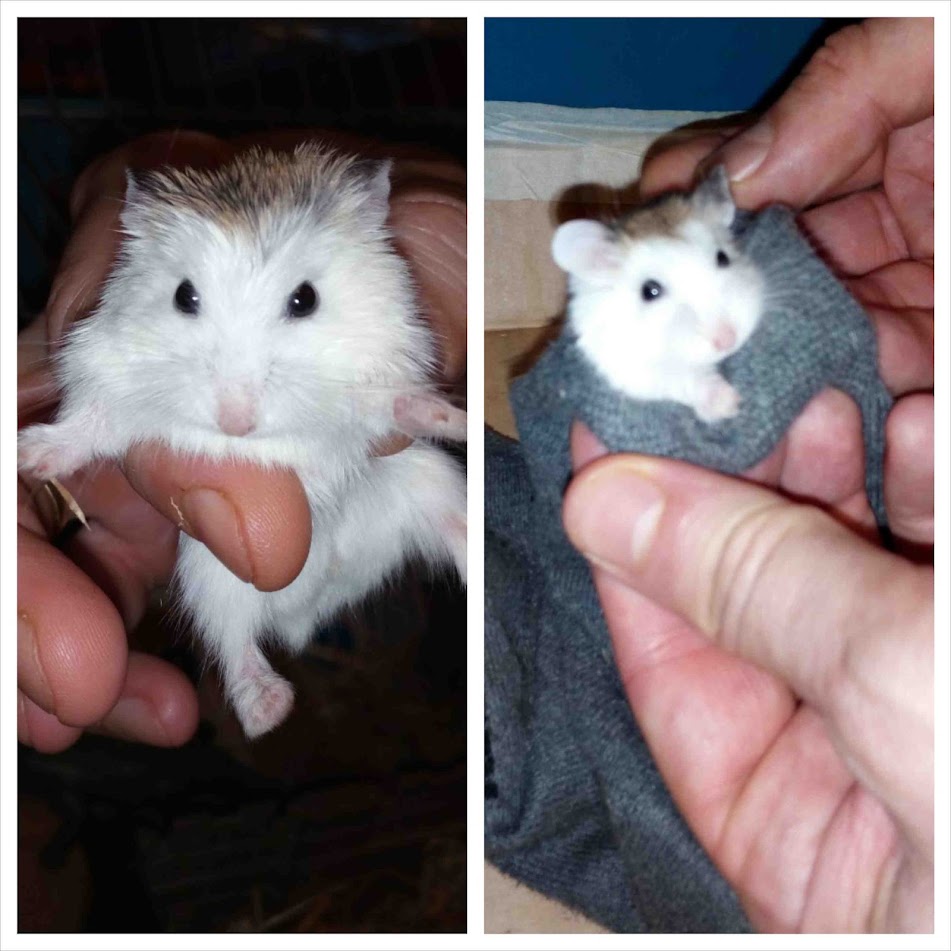 Cutie — Postimages