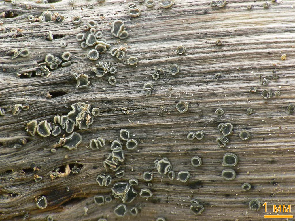 Mollisia sp1 2 SAE 20100514 — Postimages