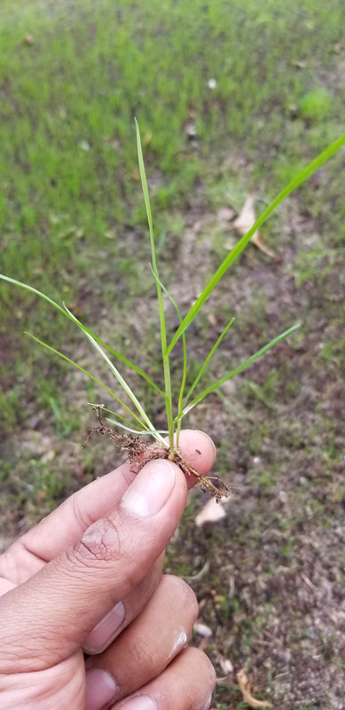 Grassy Weed ID in Reno. | Lawn Care Forum