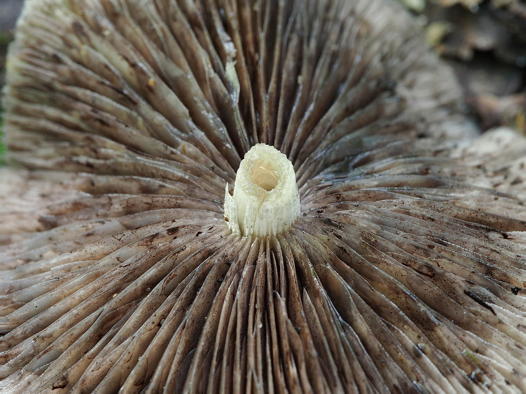 Psathyrella sp 3 3 SAE 20230719 — Postimages