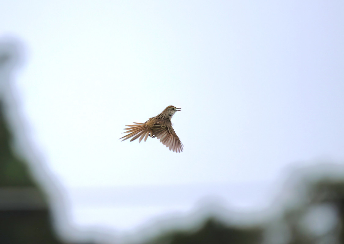 Papuan Grassbird2 De Noise AI — Postimages