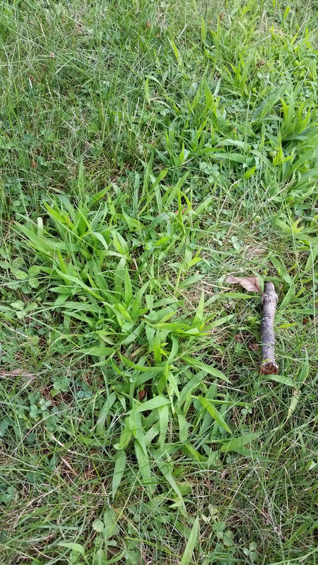 Weed 4 — Postimages