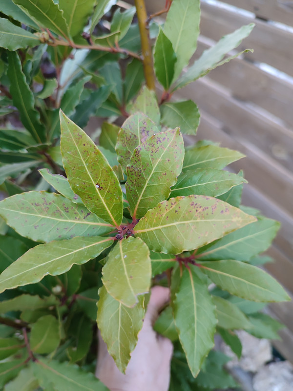 IMG 20240331 184207 — Postimages