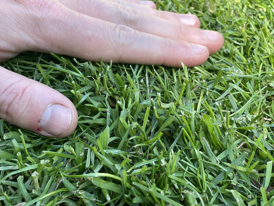 Grass feel and texture | Lawn Care Forum