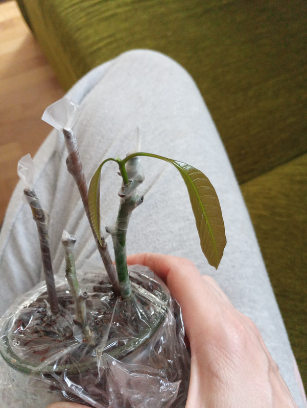 IMG 20230507 114853 487 — Postimages