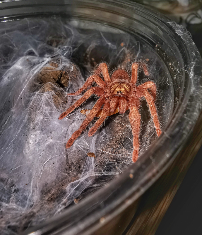 N. incei for beginners? | Page 2 | Arachnoboards