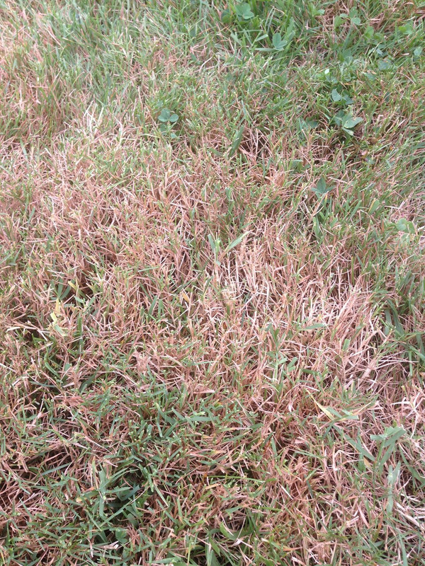 Creeping Bentgrass Identification