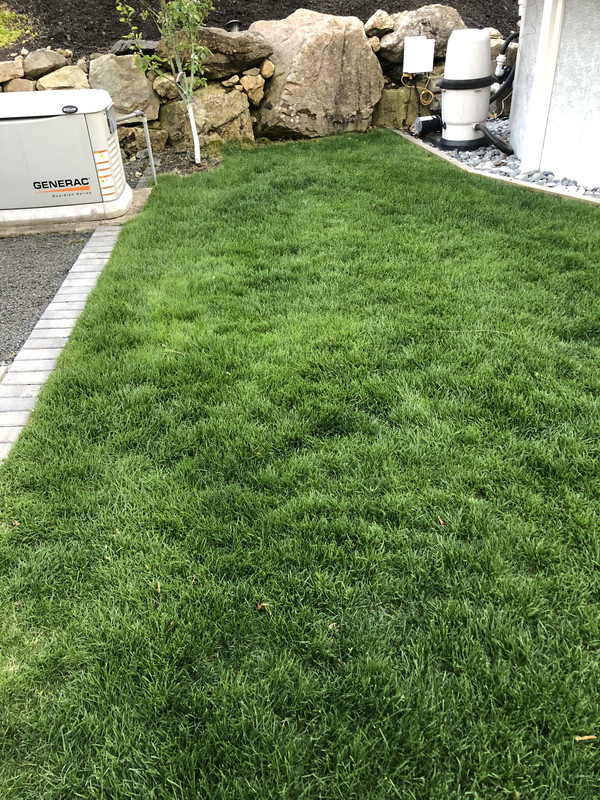 Planning Ahead to Treat Poa Triv | Lawn Care Forum