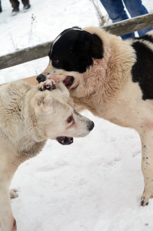 DSC 0808 — Postimages