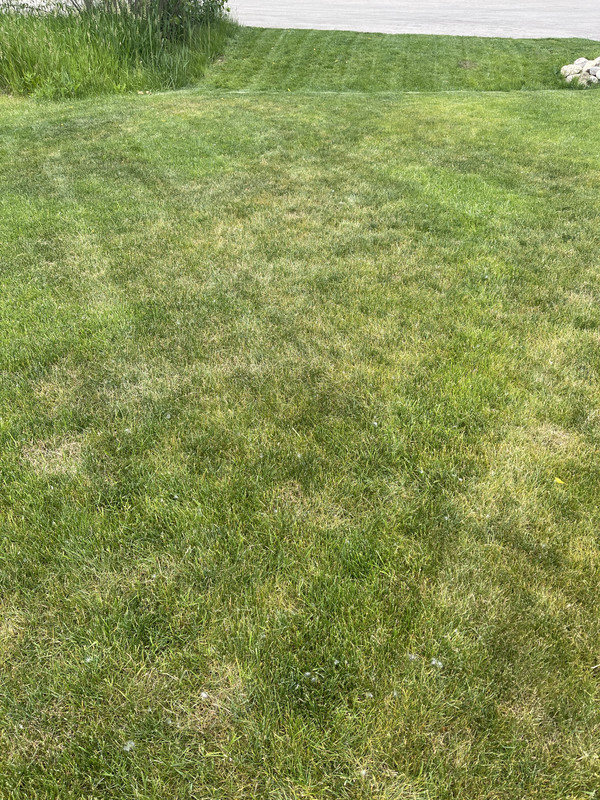 Nutrient deficiency or under watering? | Lawn Care Forum