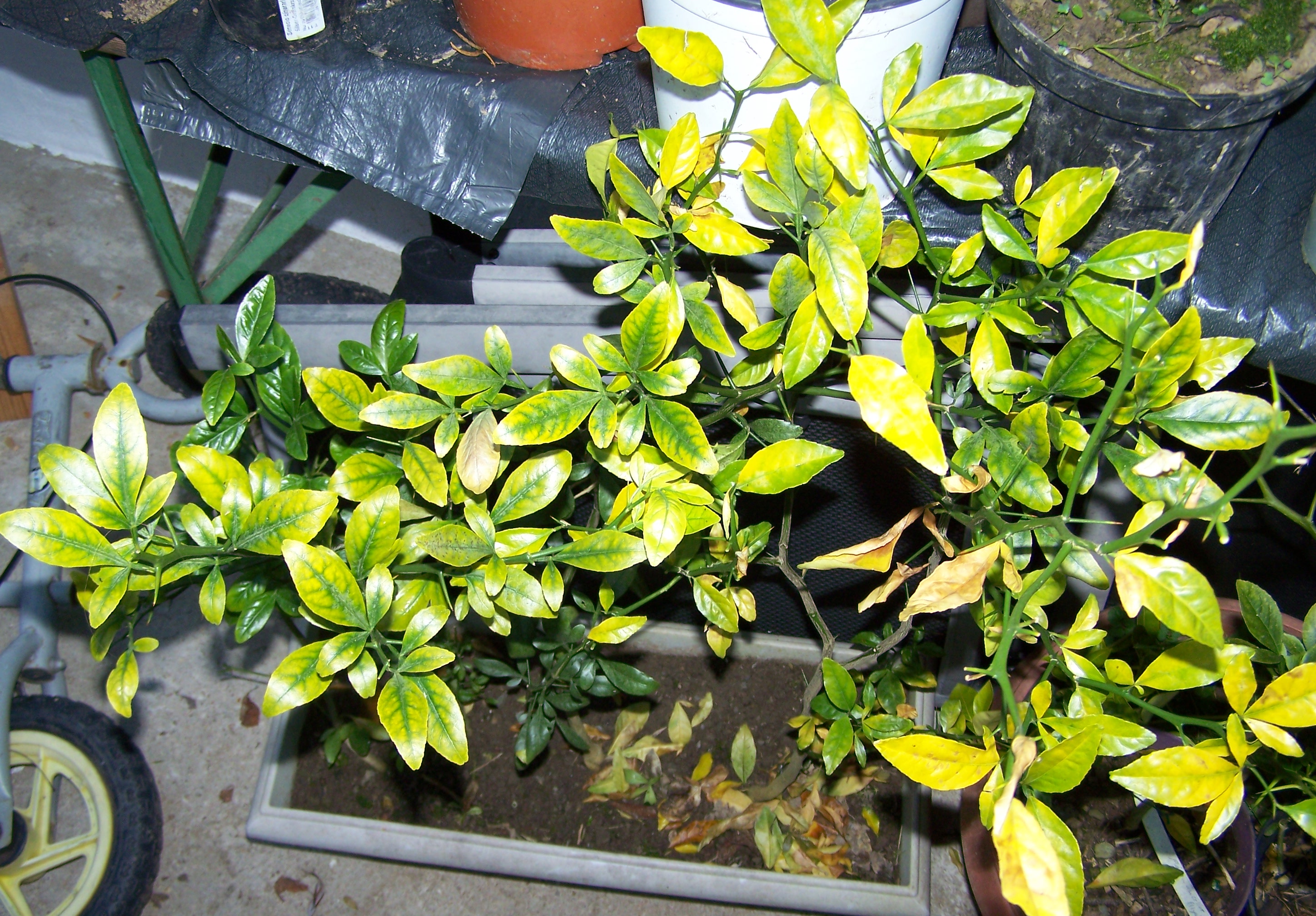 100 4152 2 — Postimages