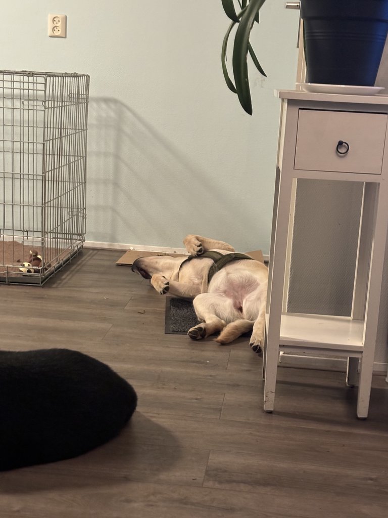 IMG 1268 — Postimages