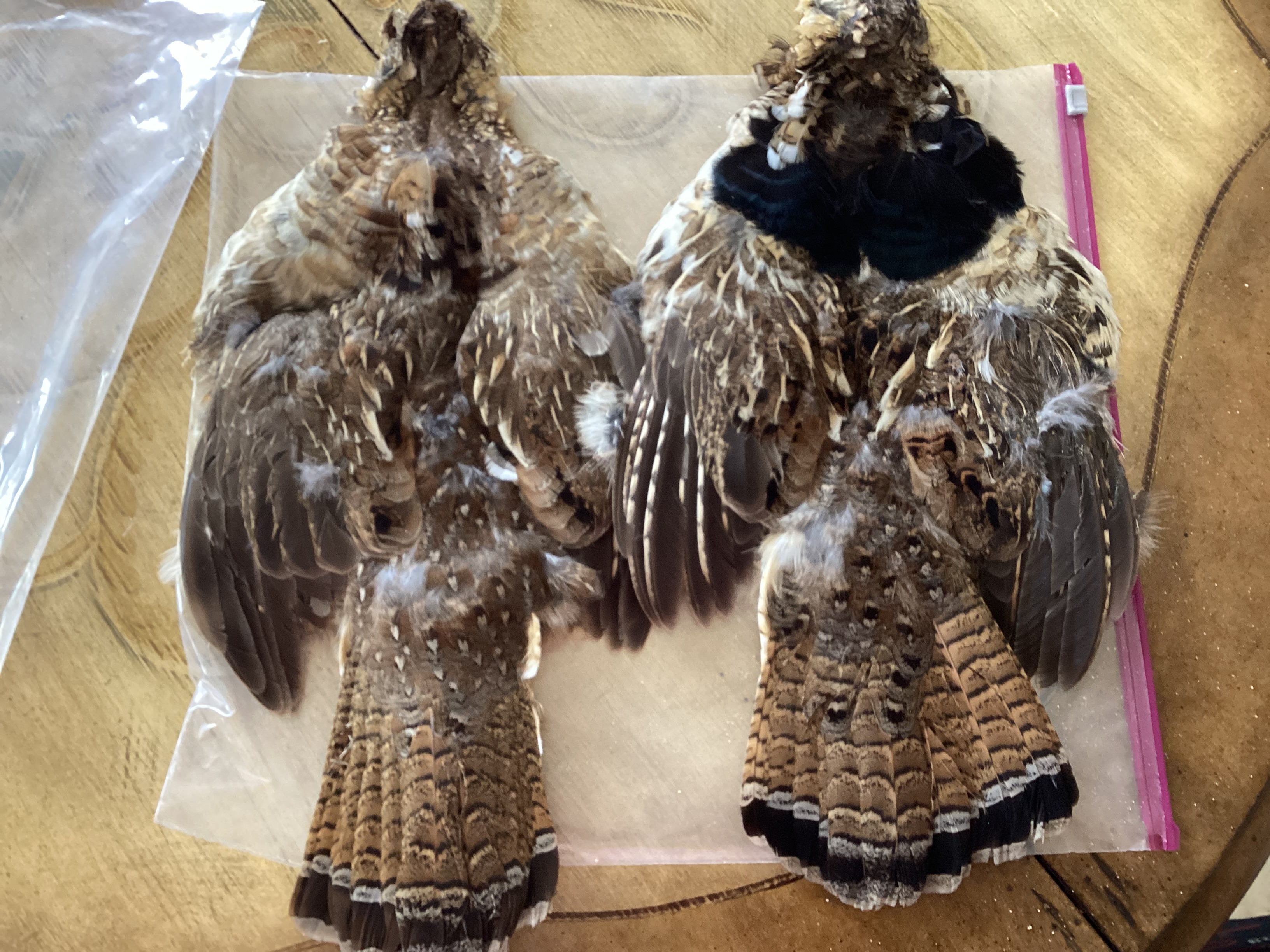 IMG 0273 — Postimages